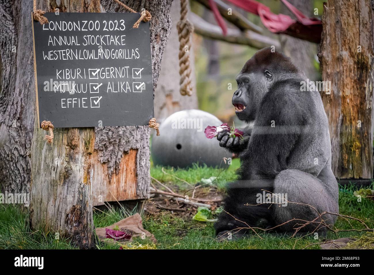 London, UK. 3rd January 2023. Kiburi, western lowland silverback ...
