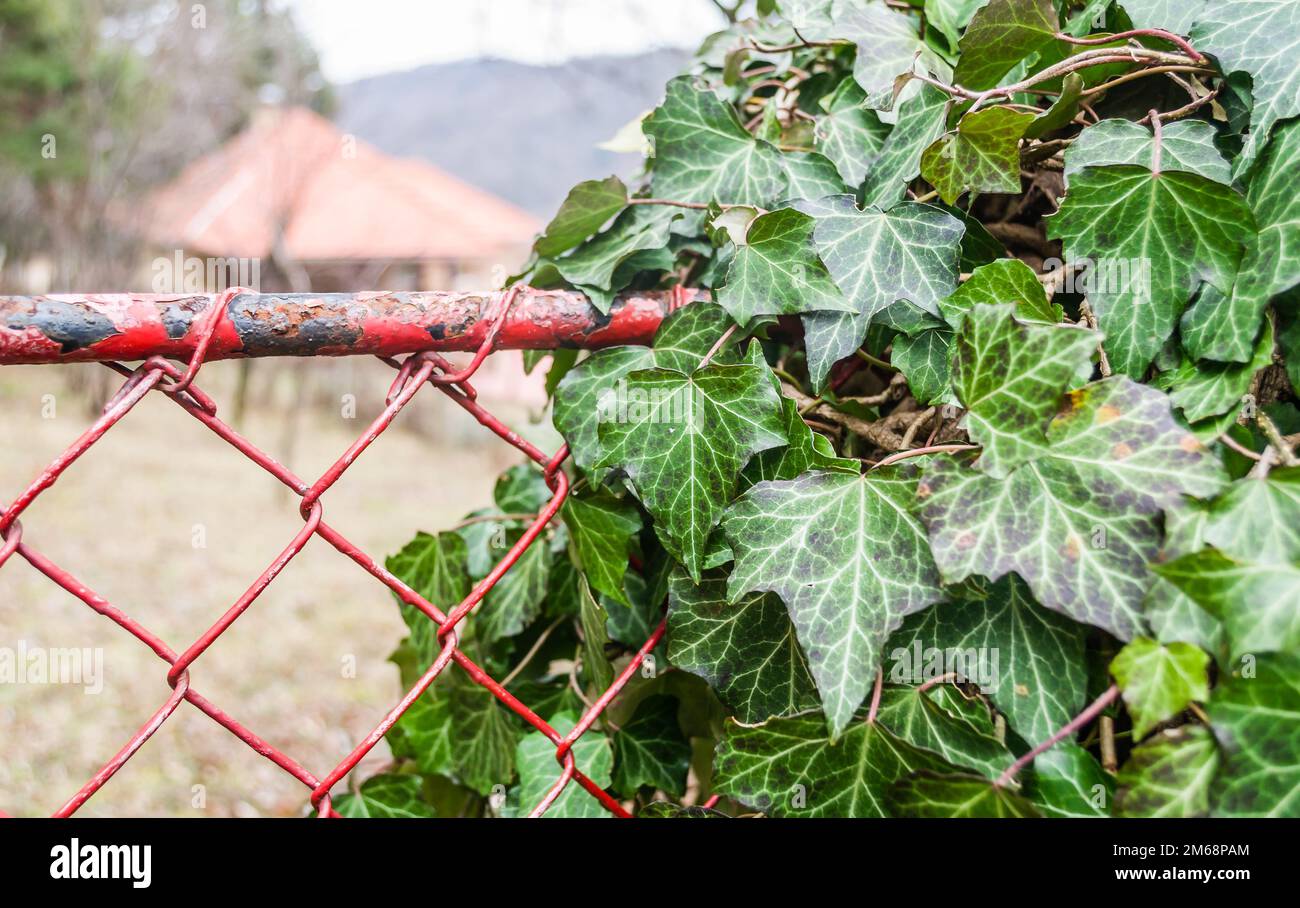 Wild ivy on the wire fence of a private house in the forest of the ...