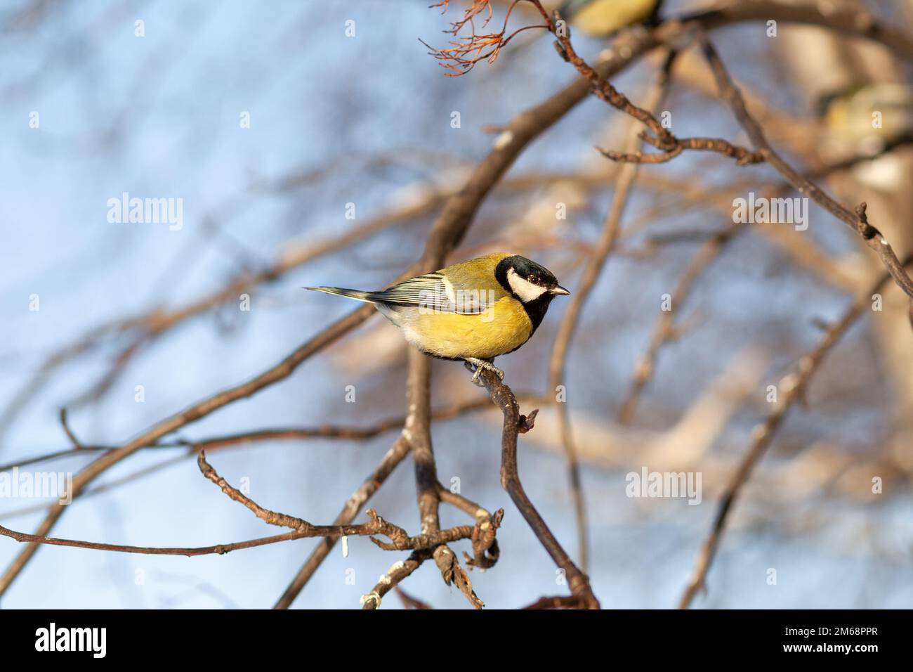 A beautiful little titmouse sits on a branch in winter and flies for ...