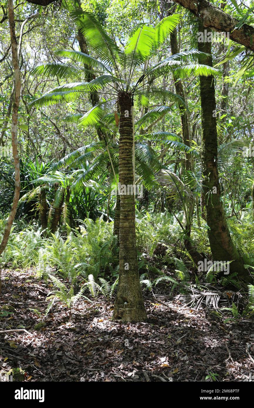 A cycas micronesica is shown at one of the forest enhancement sites on ...