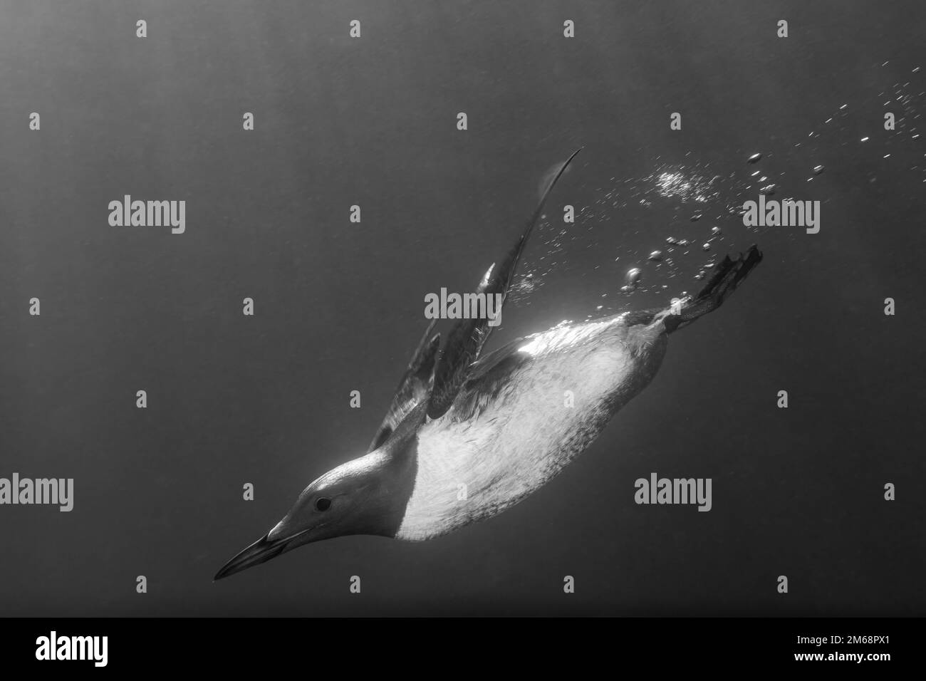 Guillemots diving underwater. Offshore from the sea cliffs at St. Abbs ...