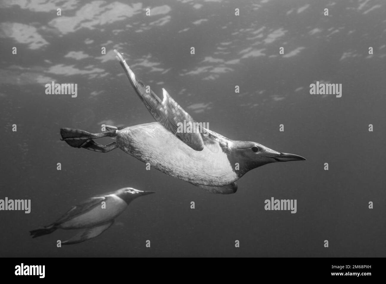 Guillemots diving underwater. Offshore from the sea cliffs at St. Abbs ...