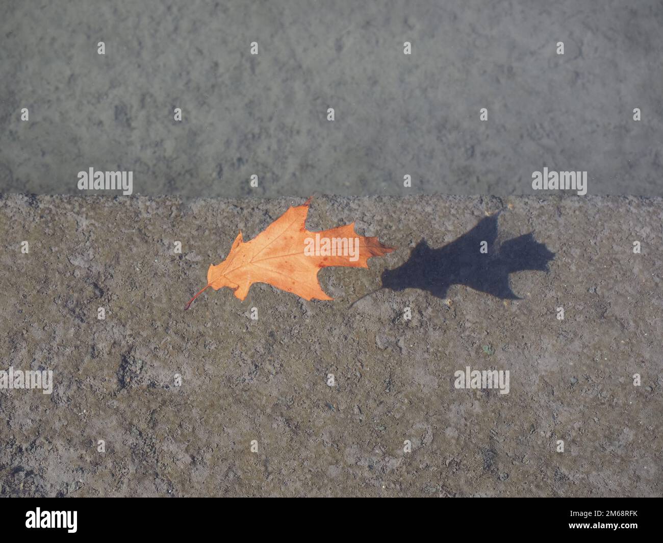 autumn leaf floating on water over concrete dock pier Stock Photo - Alamy