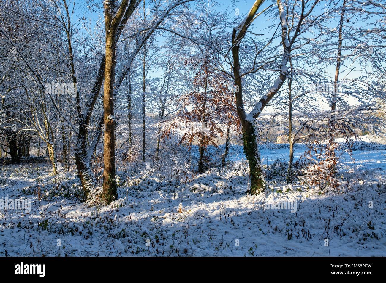 Beechwood park in the december snow. Stow on the wold, Cotswolds ...