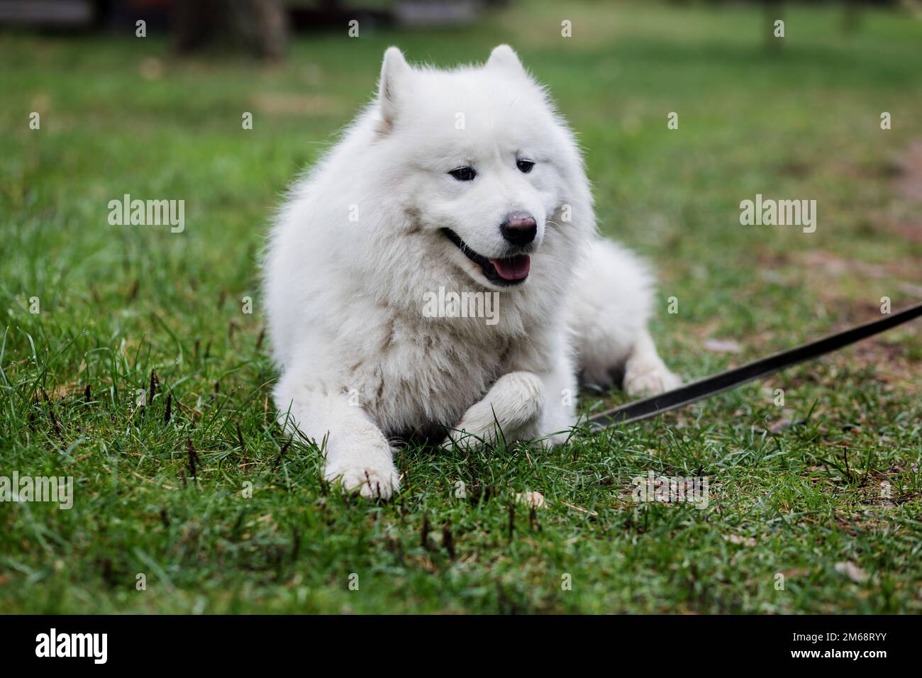 well-groomed white samoyed dog. mammals are a pet Stock Photo - Alamy