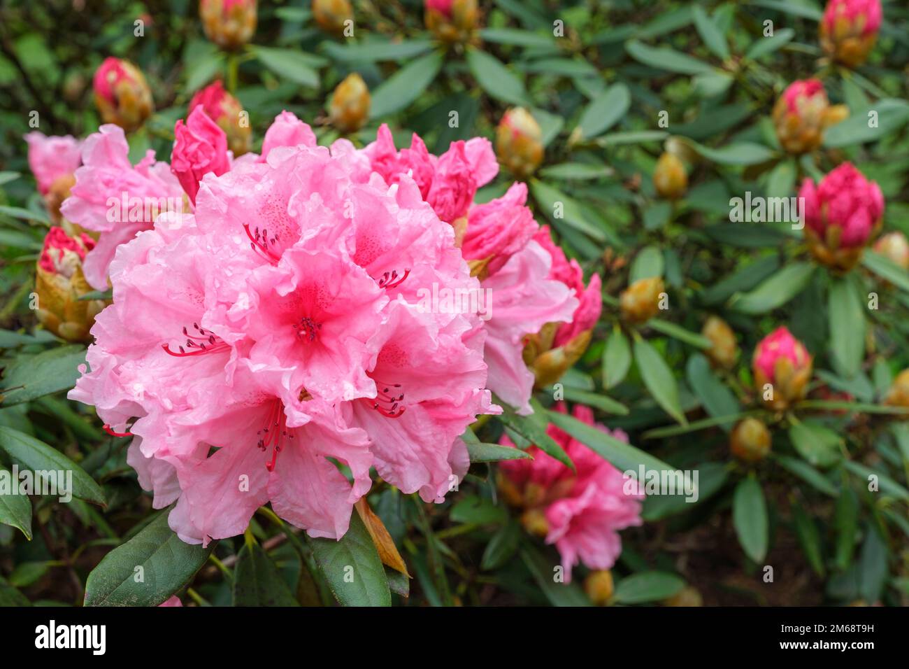 Hydon dawn hi-res stock photography and images - Alamy