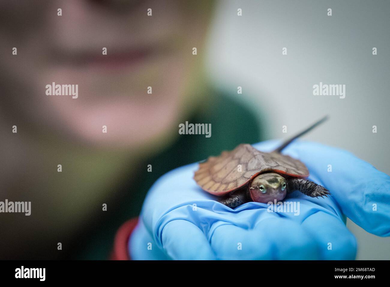 London, UK. 3rd January 2023. Reptile keeper Kimberley Carter holds an ...