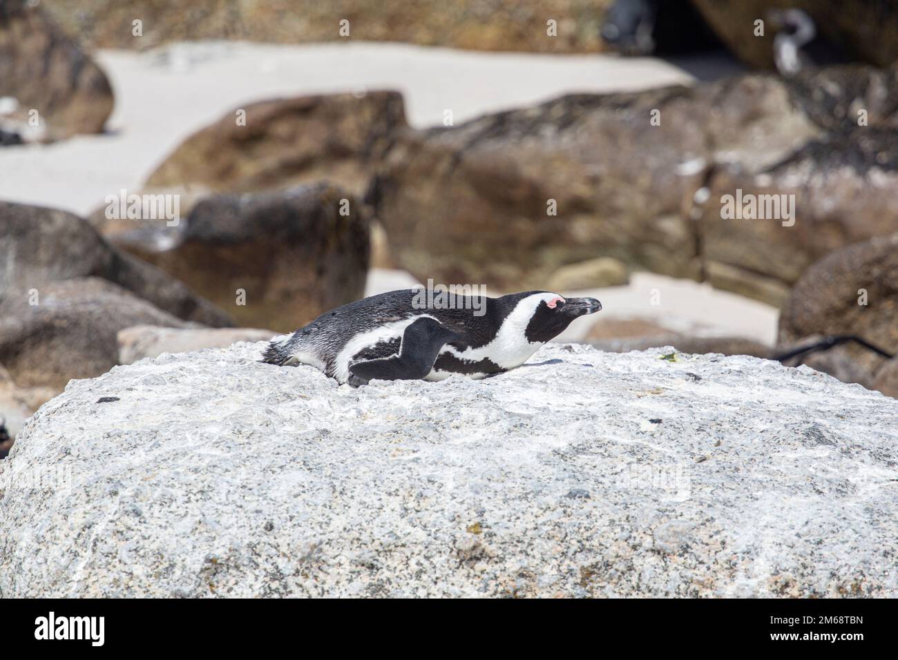 Sun baking hi-res stock photography and images - Alamy