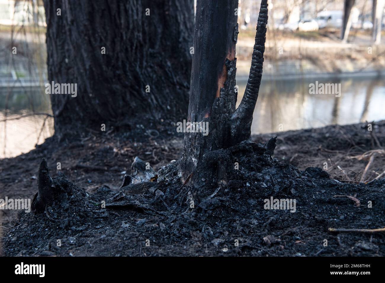 Berlin, Germany. 03rd Jan, 2023. Soot-blackened bushes and trees are ...