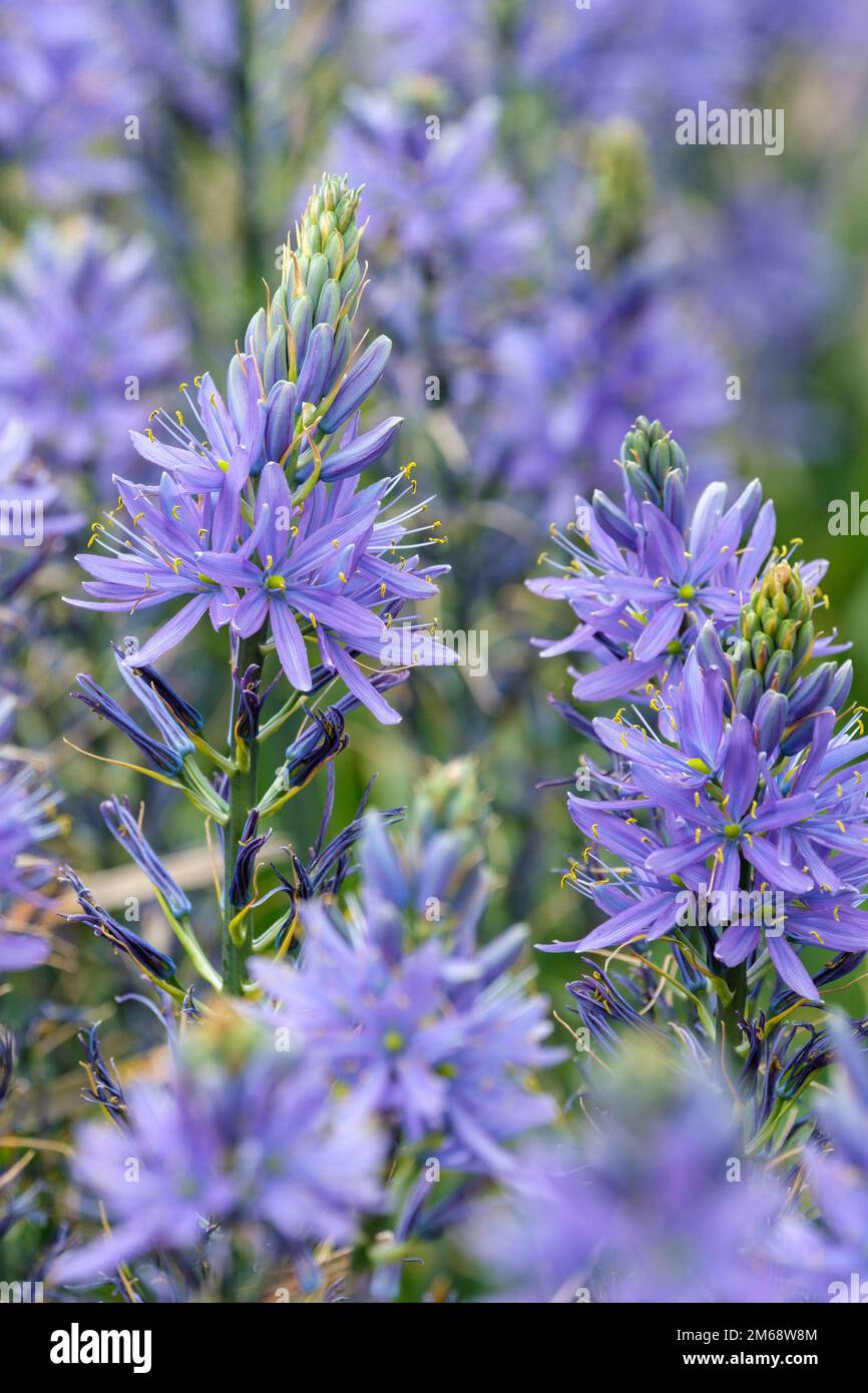 Camassia leichtlinii flowers hi-res stock photography and images - Alamy
