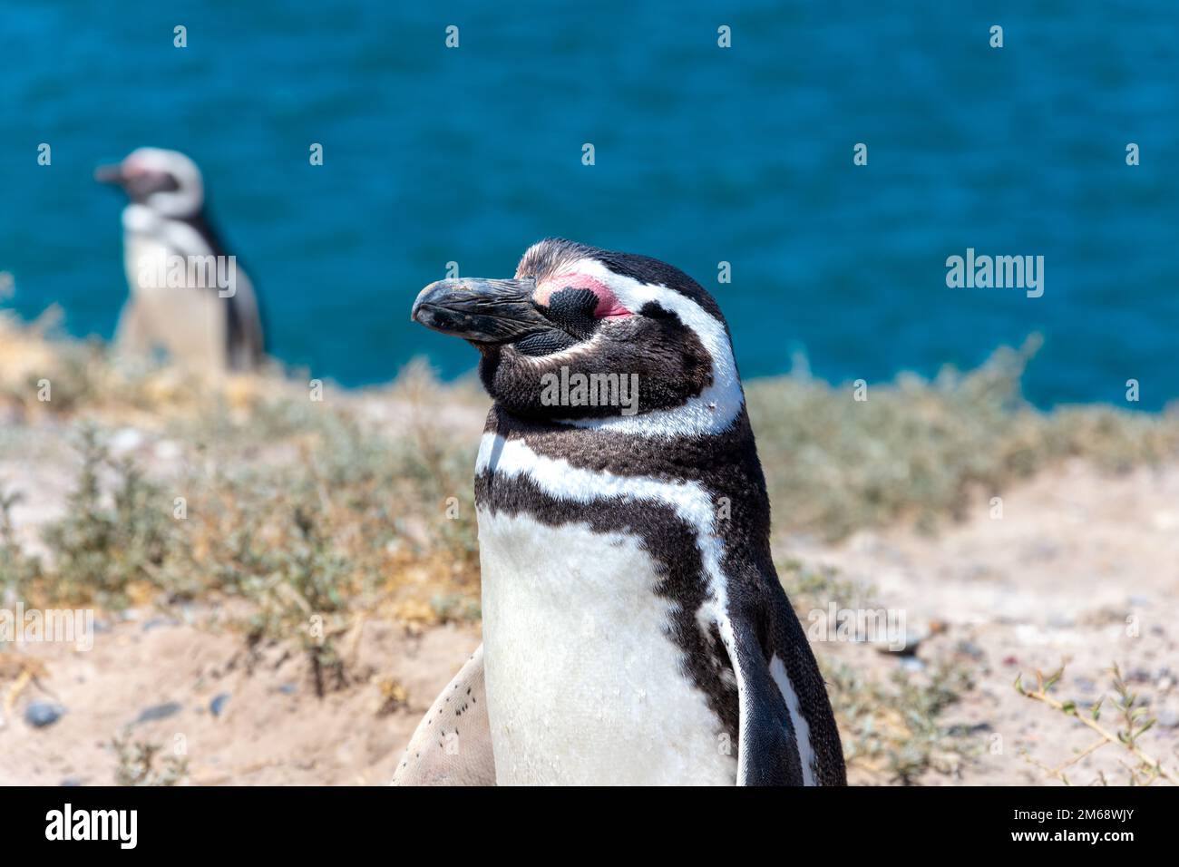 Magellanic penguin with closed eyes in Penguins Viewpoint. Peninsula ...