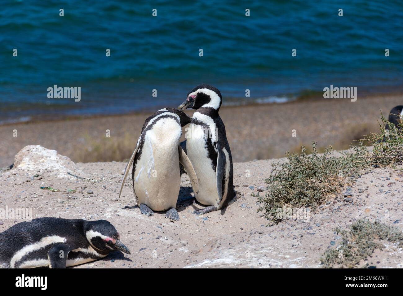 Magellanic penguins in Penguins Viewpoint. Peninsula Valdes, Province ...