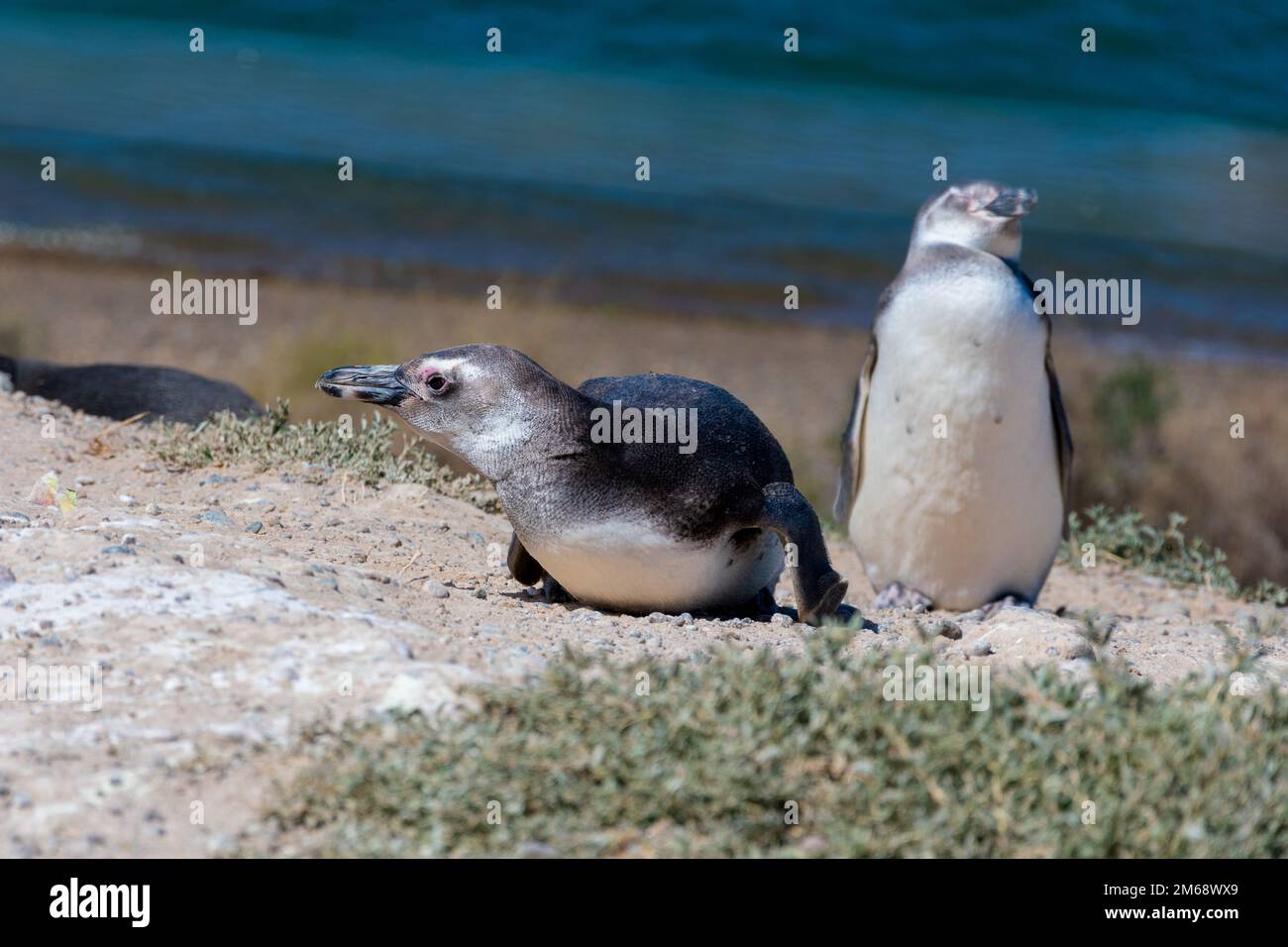 Magellanic penguin in Penguins Viewpoint. Peninsula Valdes, Province of ...