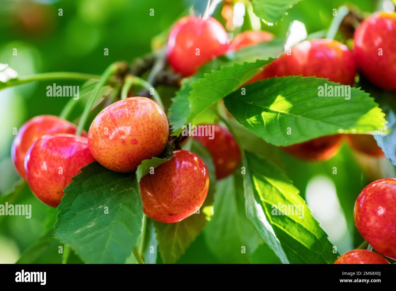 Ripe sweet cherry hanging from a sweet cherry tree branch Stock Photo ...