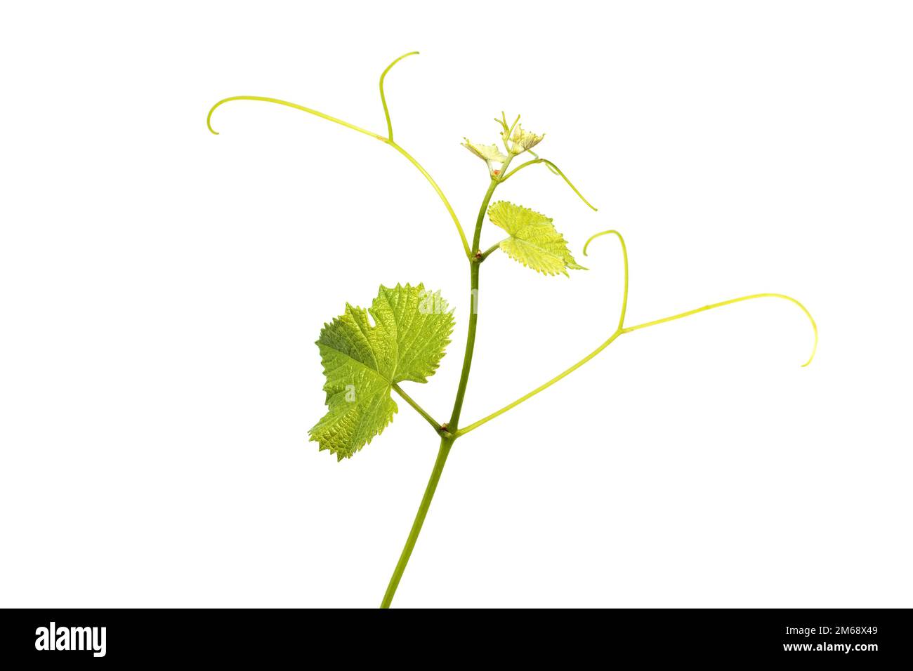 Grape leaves vine branch with tendrils tropical plant isolated on white ...