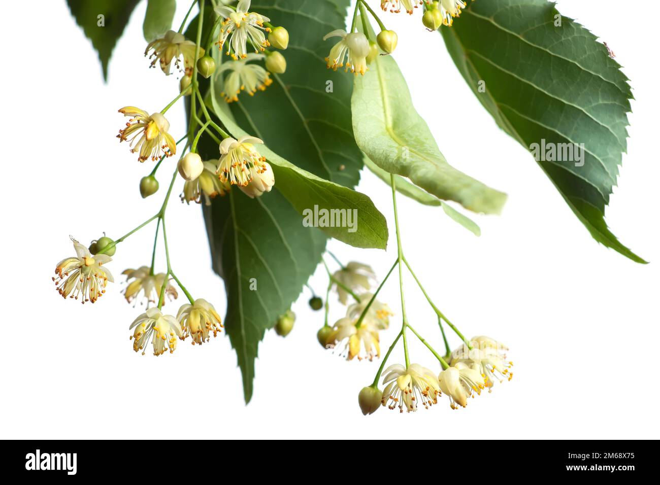 Linden flowers with leaves isolated on a white background, top view ...
