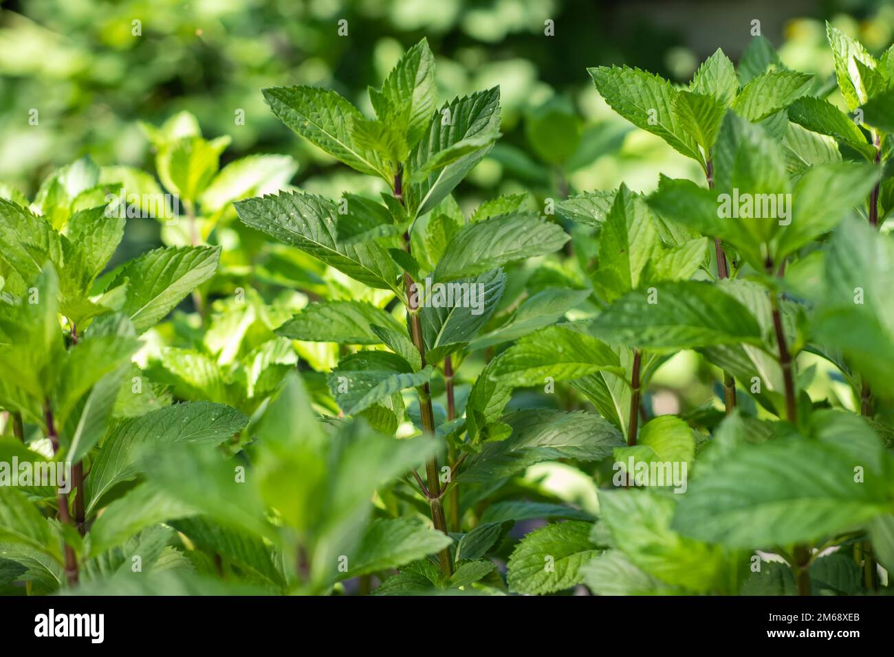 green mint plant in growth at vegetable garden Stock Photo - Alamy