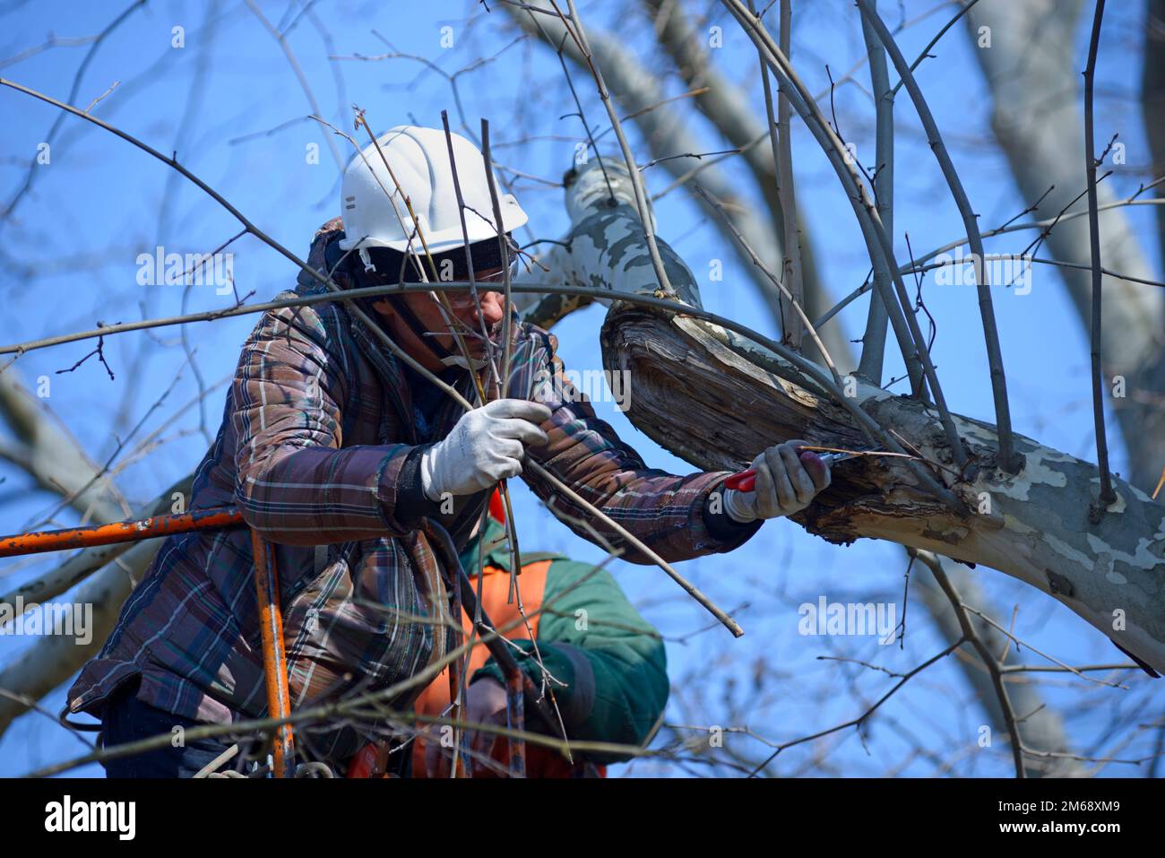 Arborist cutting branches of a tree with handsaw using truck-mounted ...