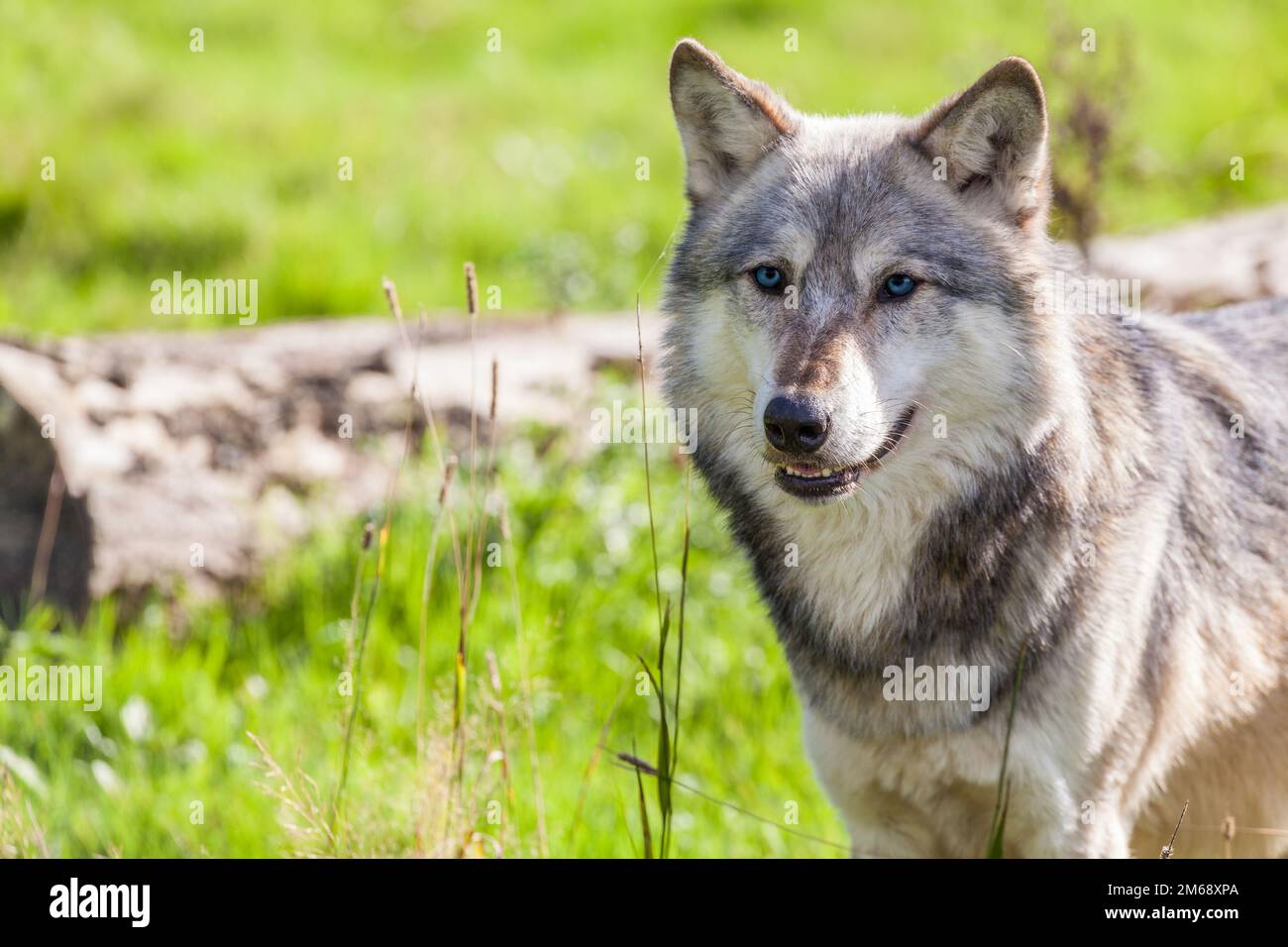 North American Gray Wolf, Canis Lupus with Blue Eyes Stock Photo - Alamy
