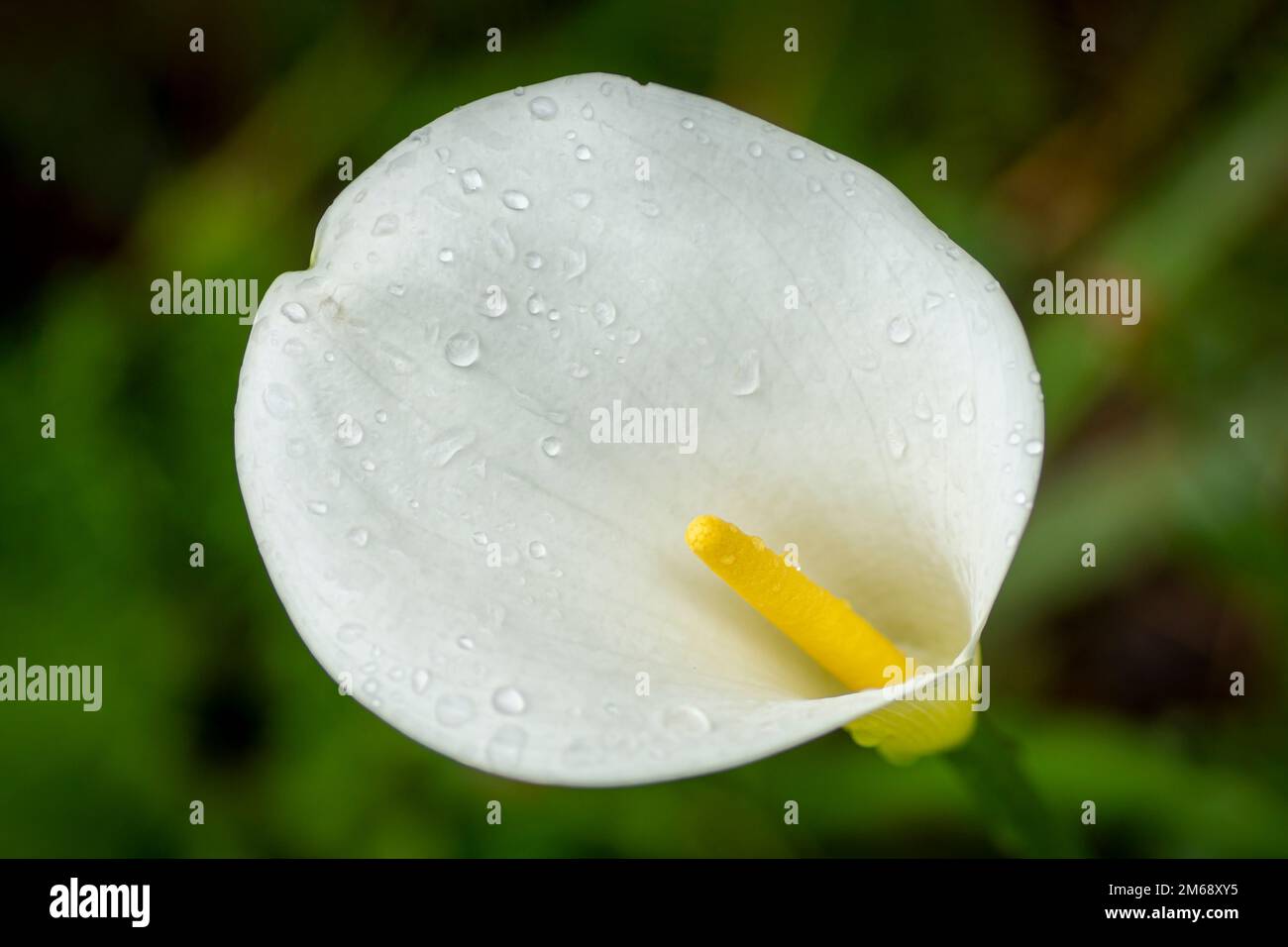 White rain lilly hi-res stock photography and images - Alamy