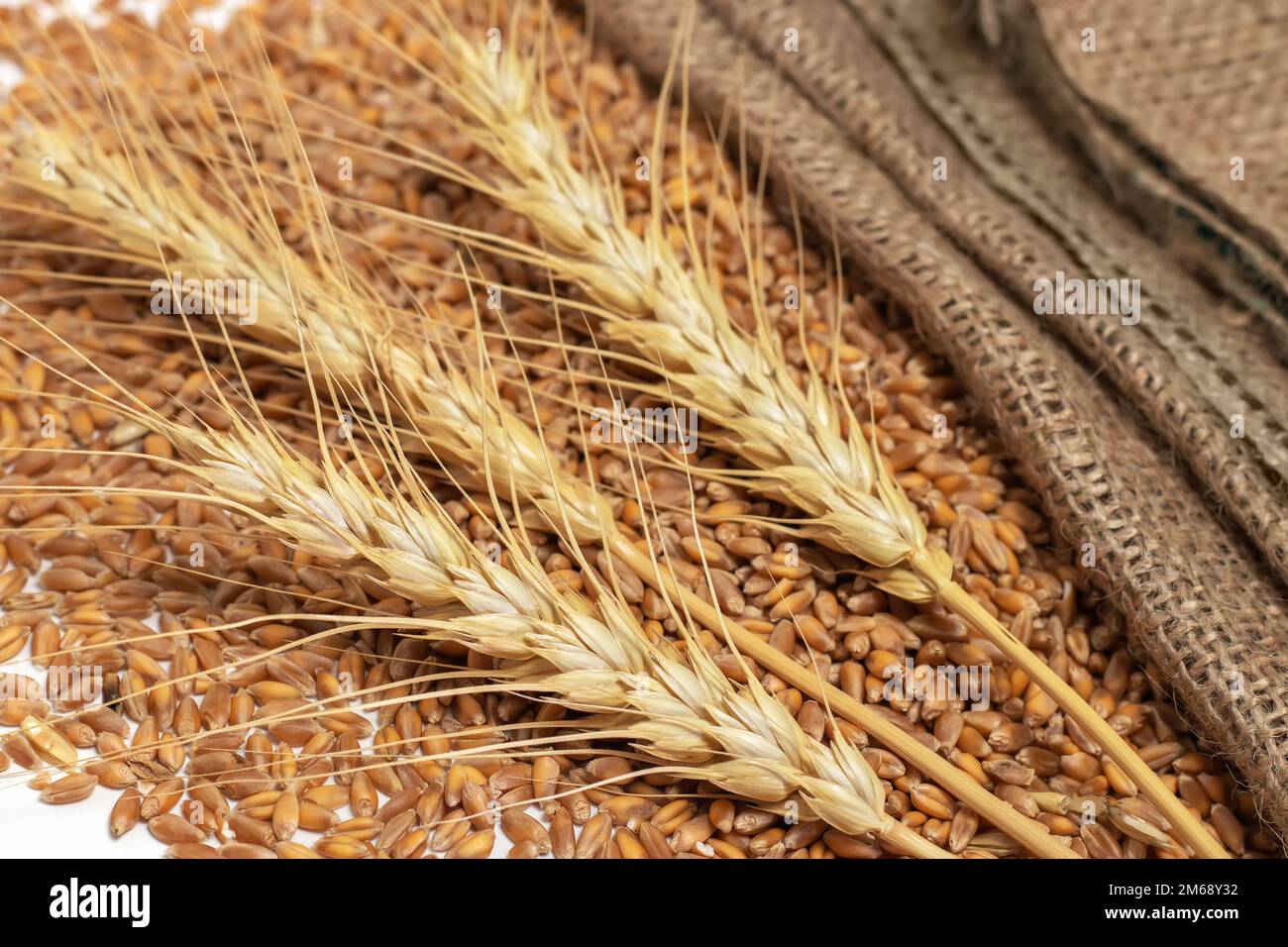Spikelets of wheat and grain on the white background Stock Photo - Alamy