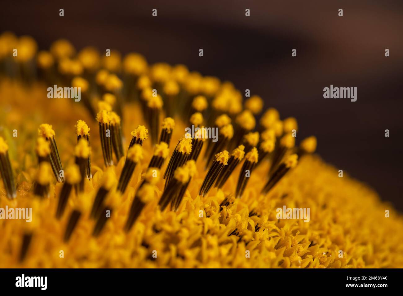 Sunflower texture and background. Texture of sunflower pollen. Macro ...
