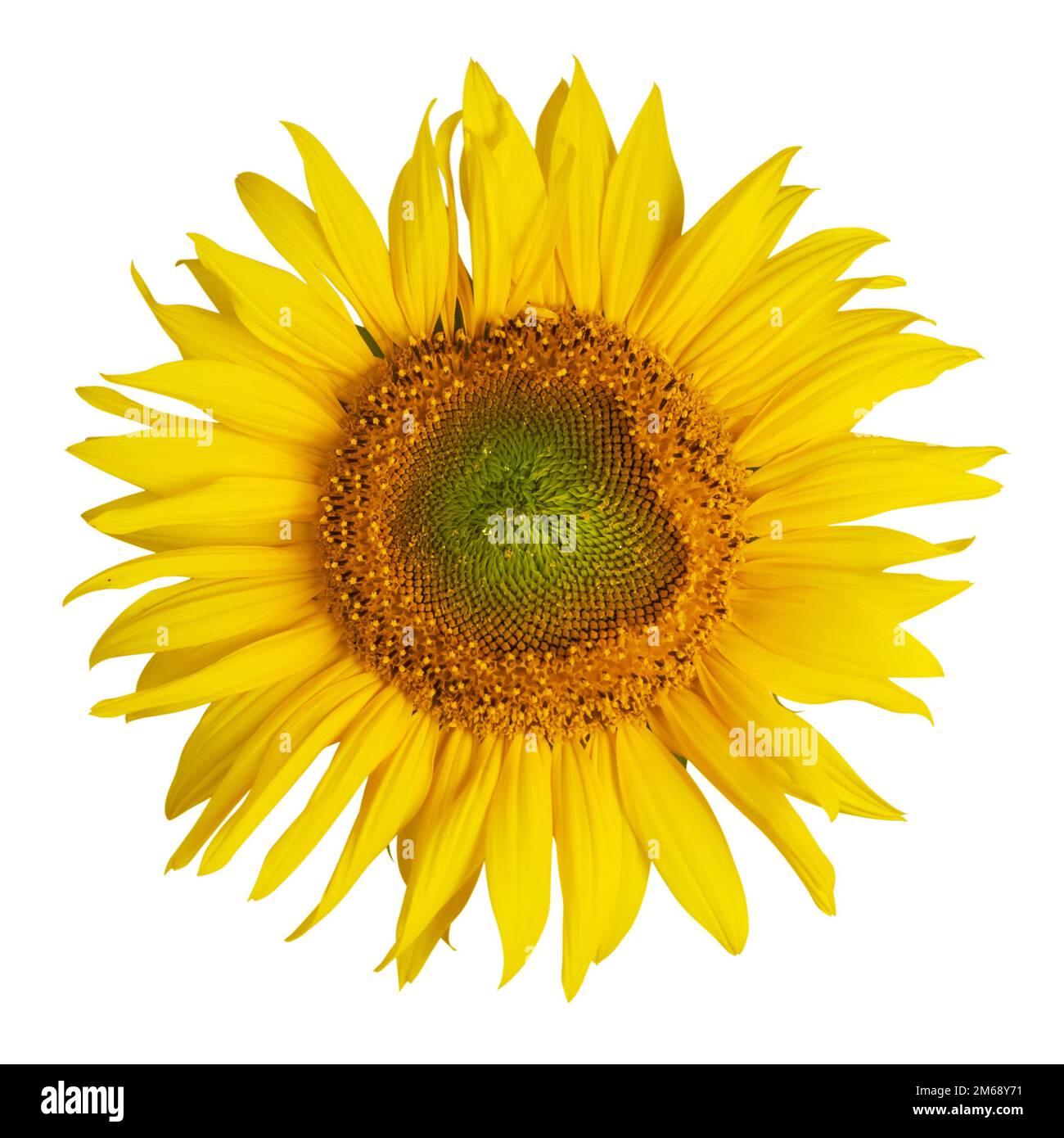 Flower of sunflower isolated on white background. Seeds and oil. Flat ...