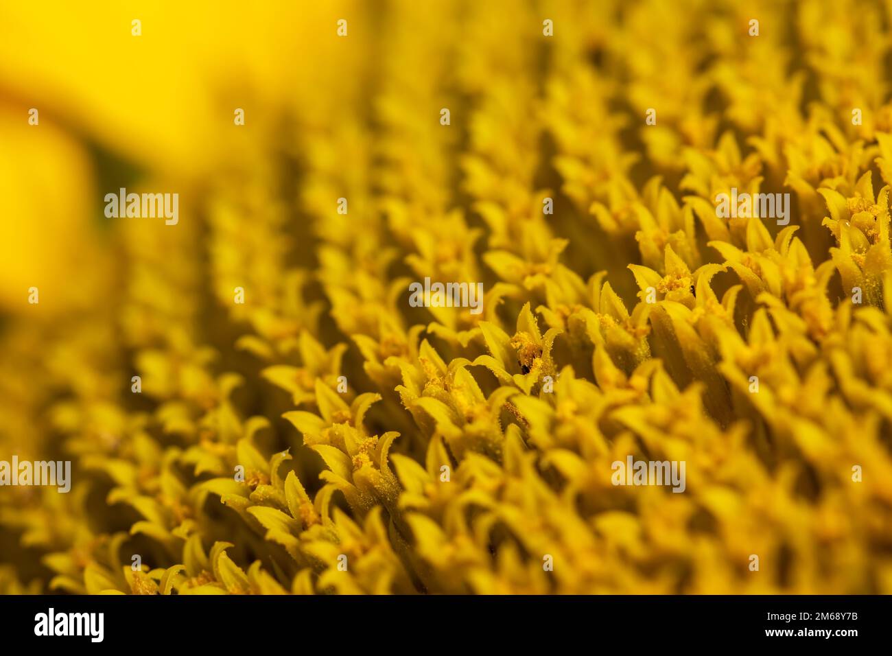 Core of of the flower, texture. Sunflower close-up. Seeds and oil. Flat ...