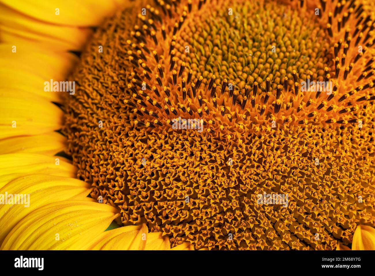 Closeup on the head of sunflower blooming, textures of stamens Stock ...