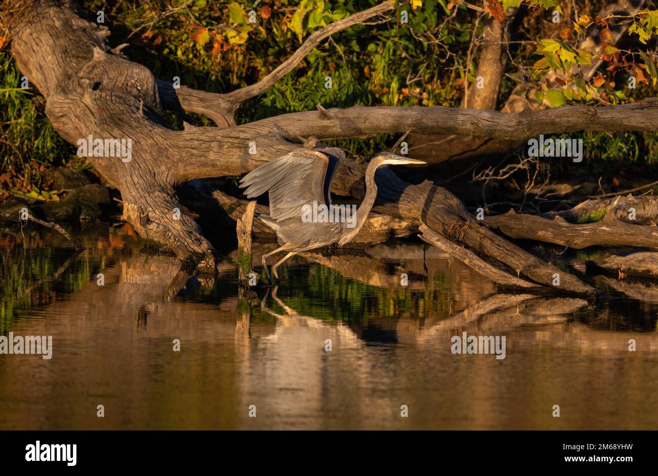 The great blue heron perched on the tree branches near the lake Stock ...