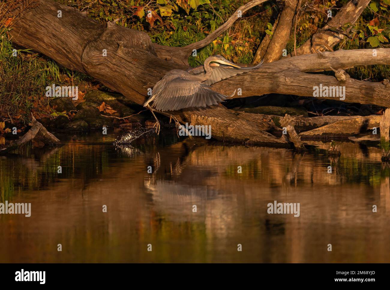 The great blue heron perched on the tree branches near the lake Stock ...