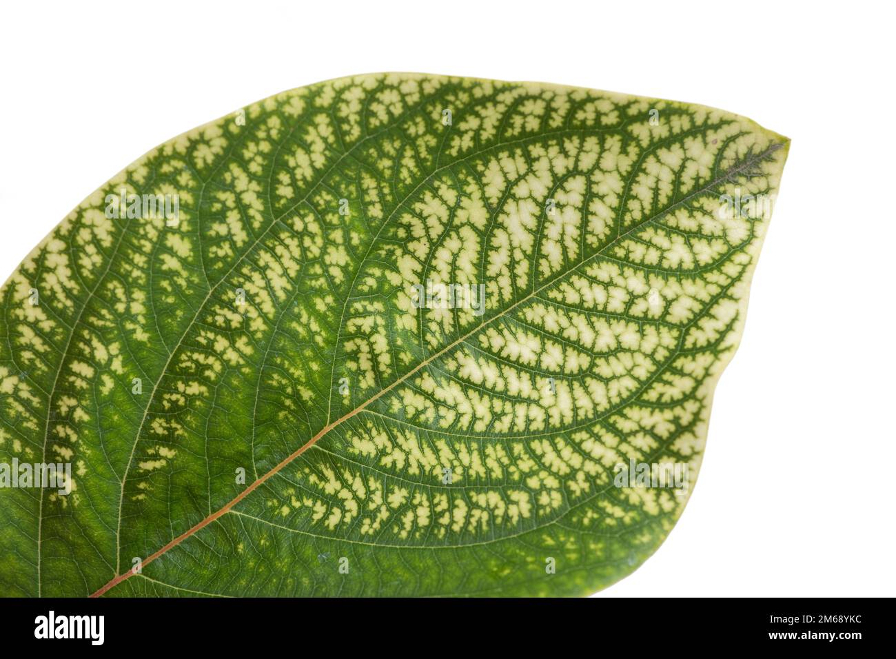 Natural green quince leaf pattern. Foliage leaf texture background ...