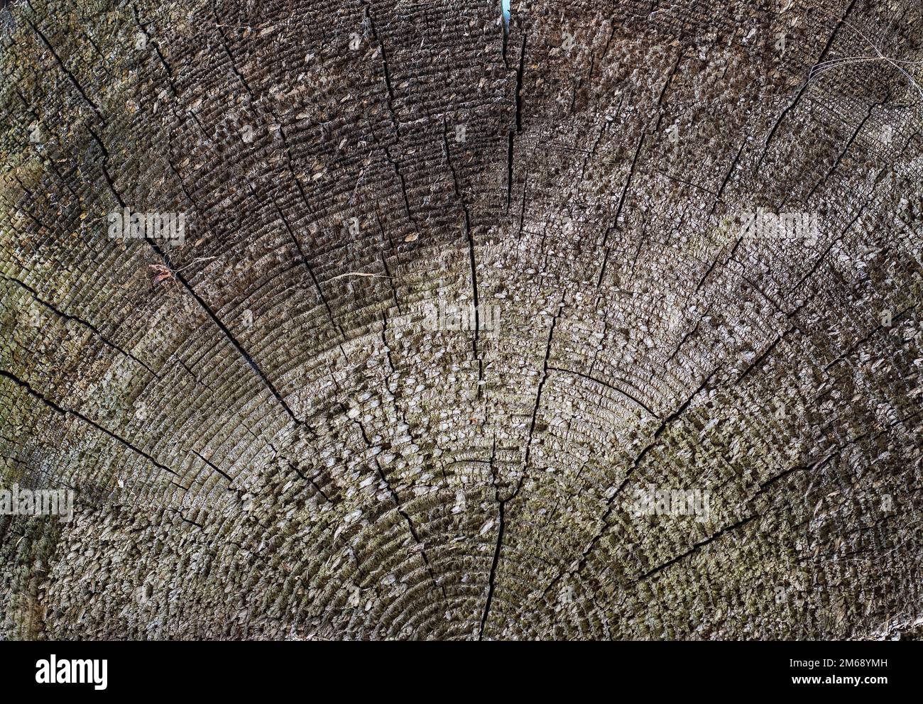 The surface of an old cracked tree stump with a small deep four-rayed ...