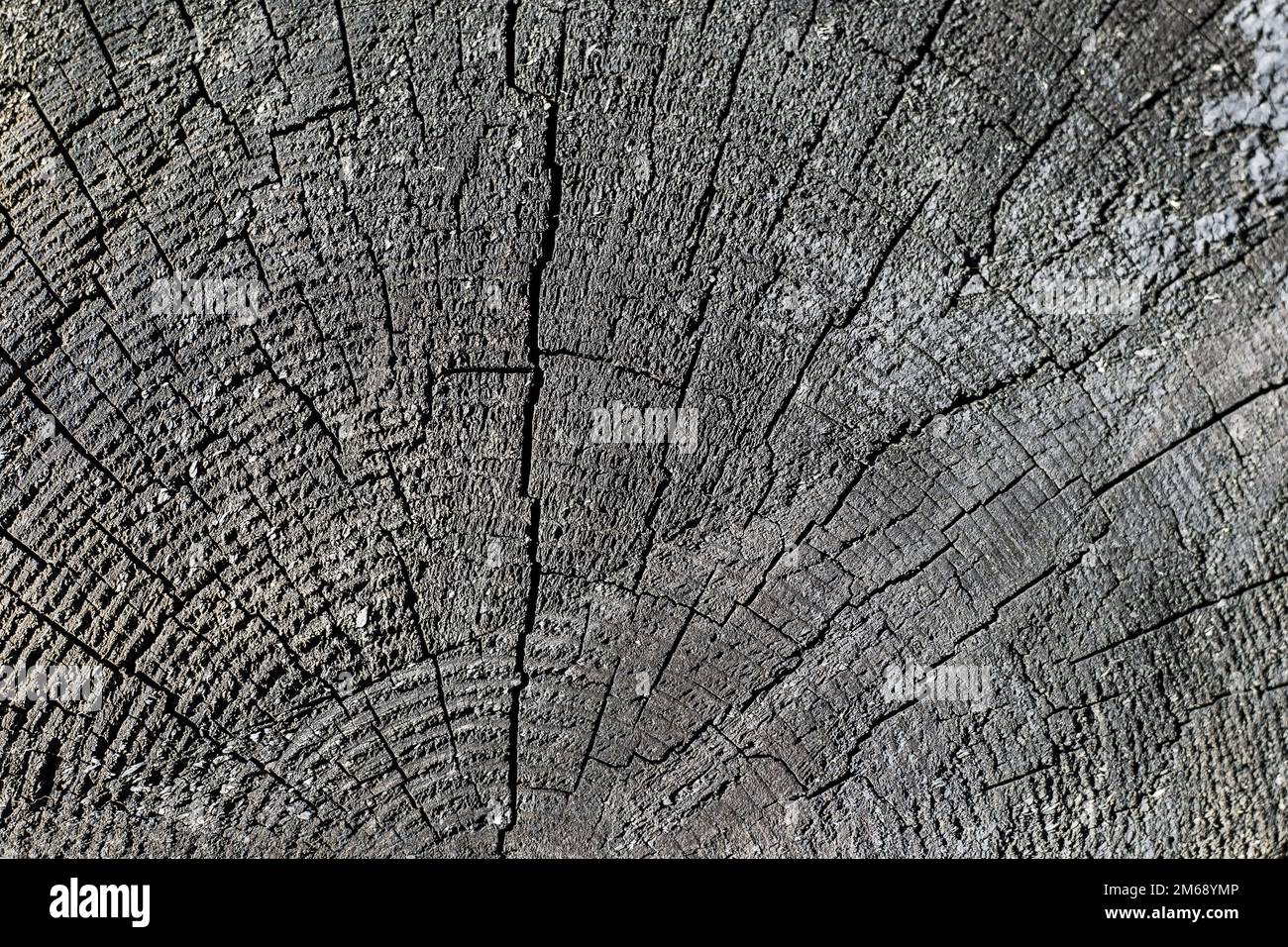 The surface of an old cracked tree stump with a small deep four-rayed ...