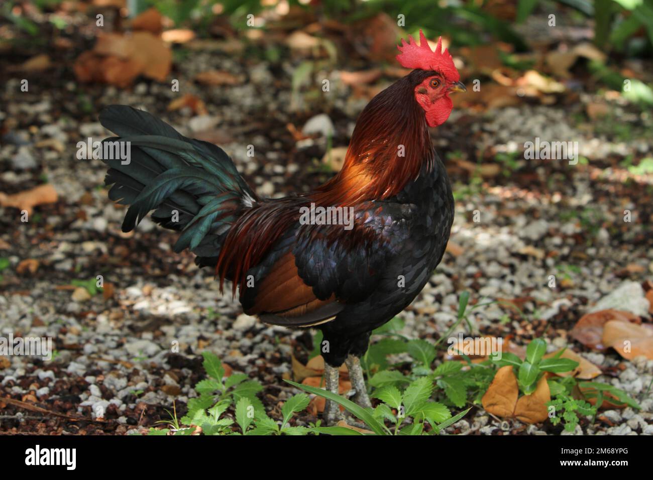 Rooster in landscape hi-res stock photography and images - Alamy