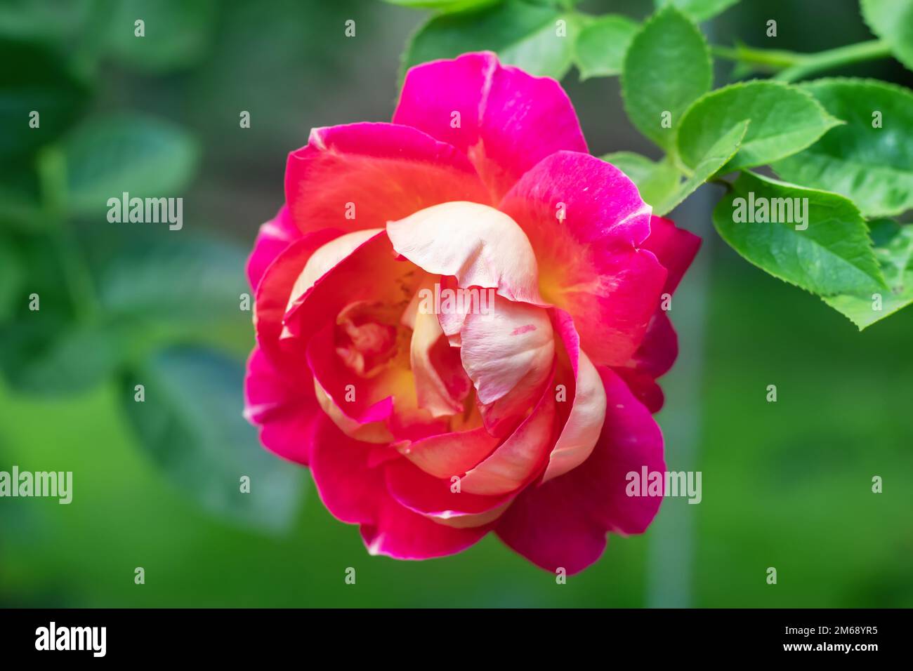 Coral rose flower in roses garden. Top view. Soft focus Stock Photo - Alamy