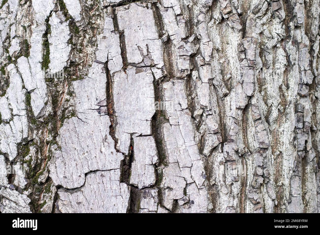 Bark Tree Texture, Atlantic cedar trunk, natural wood background, dark ...