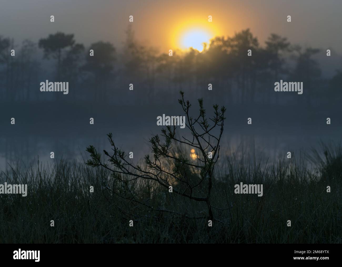 tree silhouettes at sunrise, misty bog landscape with swamp pines and ...