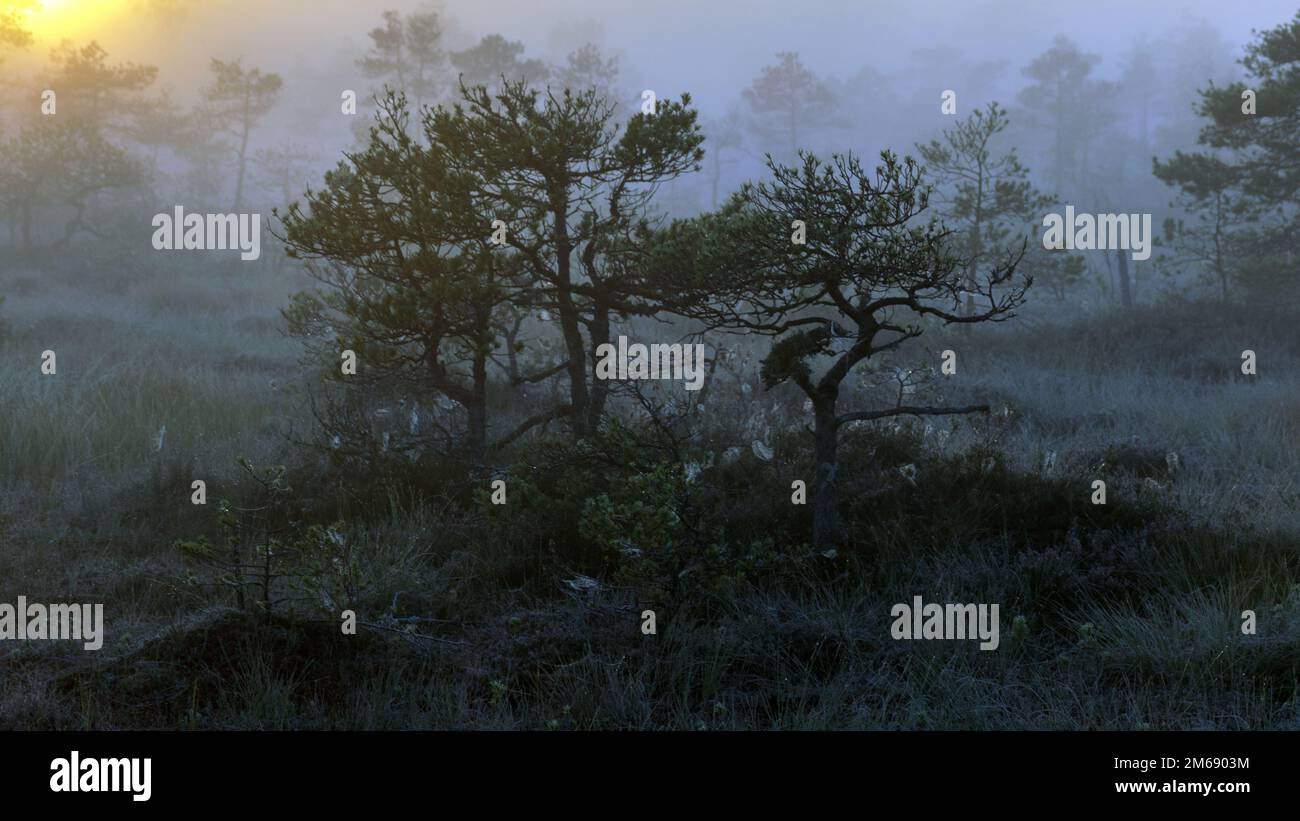 misty mire landscape with swamp pines and traditional mire vegetation ...