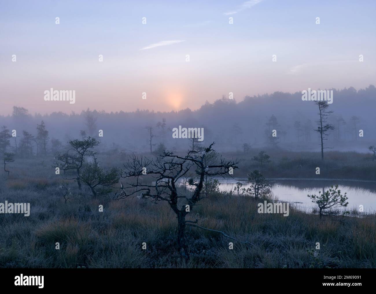 misty mire landscape with swamp pines and traditional mire vegetation ...