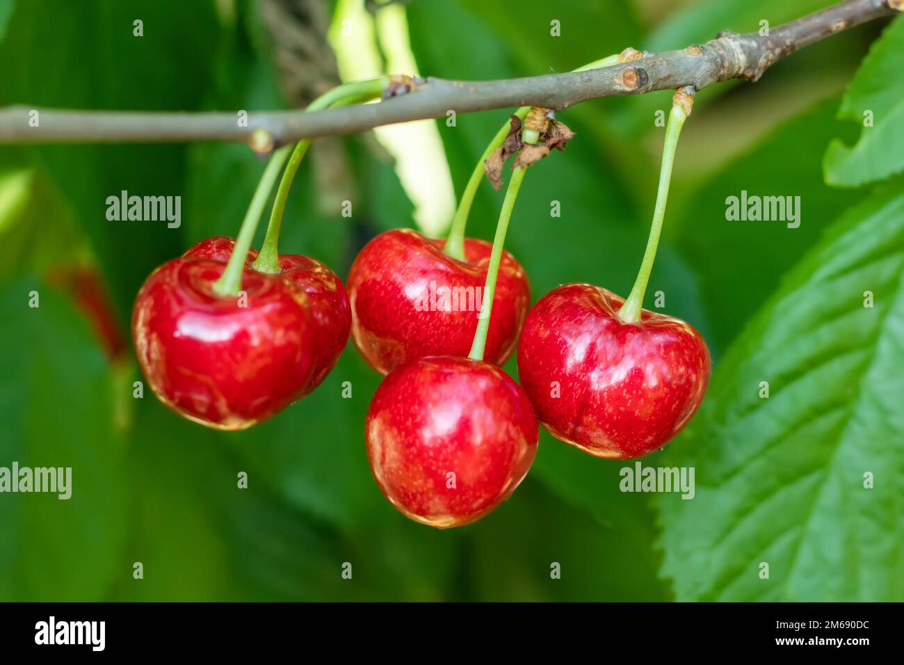 Ripe sweet cherry hanging from a sweet cherry tree branch Stock Photo ...