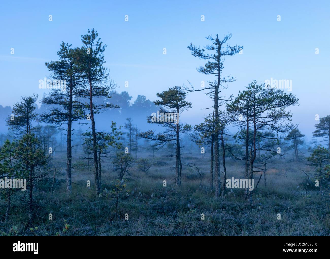 misty mire landscape with swamp pines and traditional mire vegetation ...