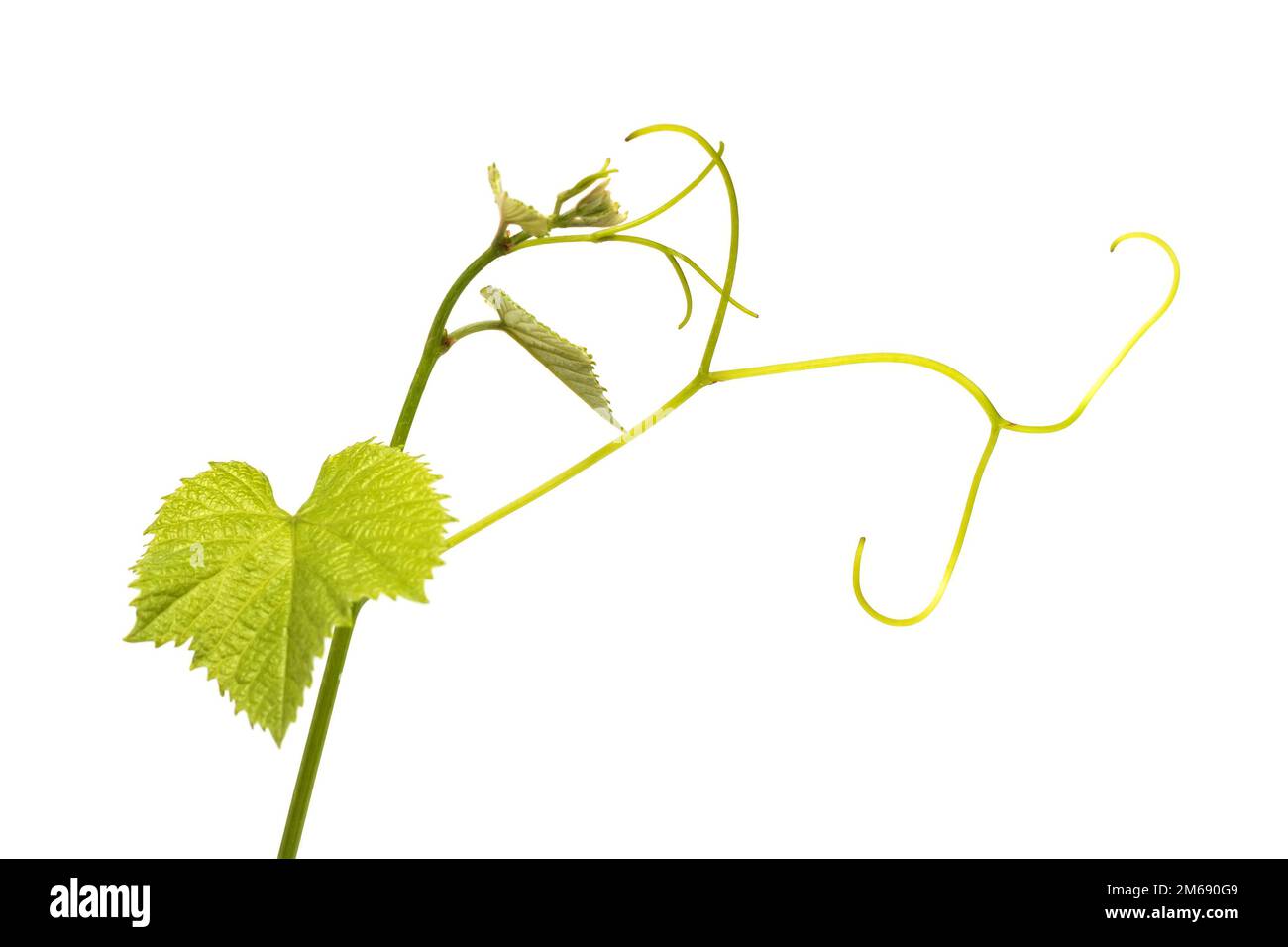 Grape leaves vine branch with tendrils tropical plant isolated on white ...