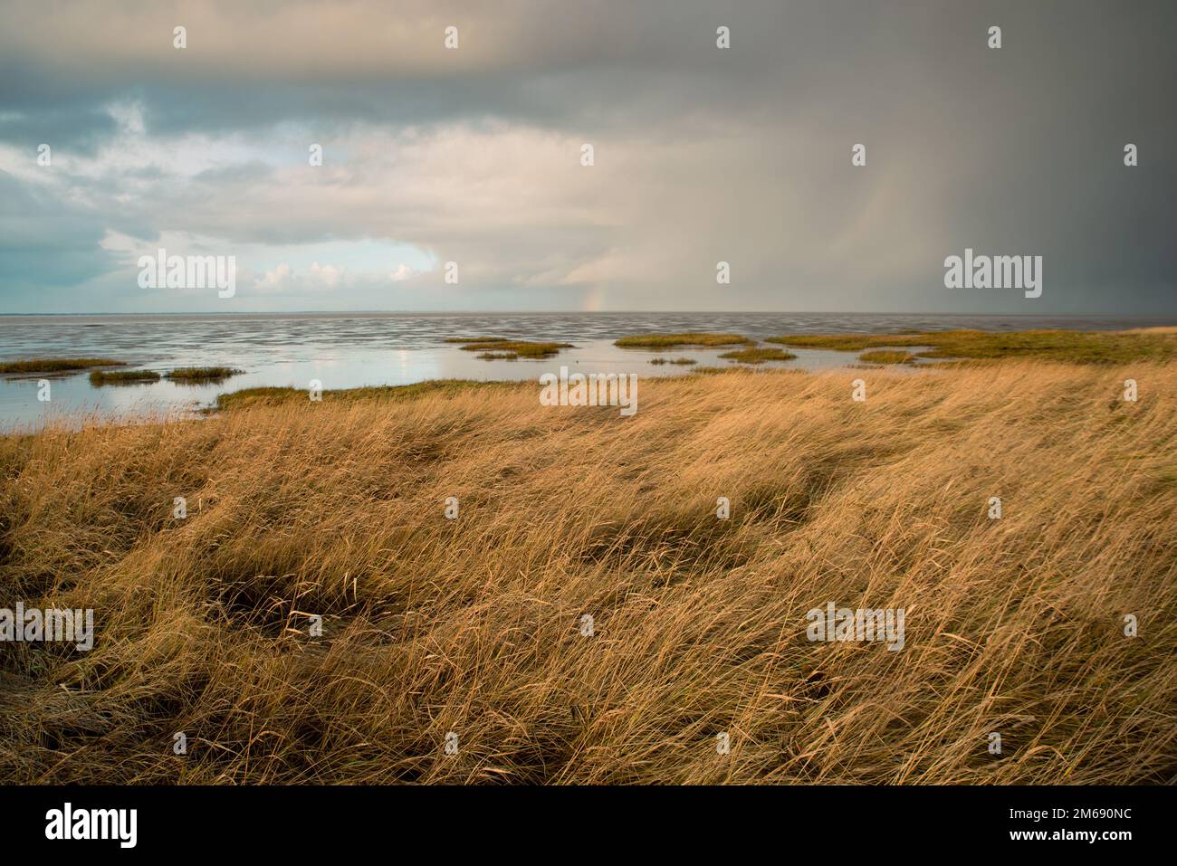 Path through the reed next to the north sea on the Island Romo in ...