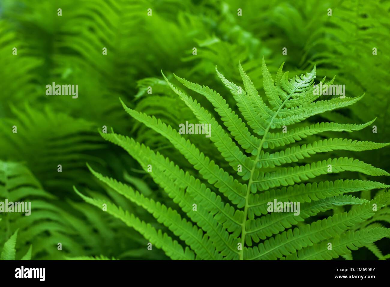 Beautyful ferns leaves natural hi-res stock photography and images - Alamy