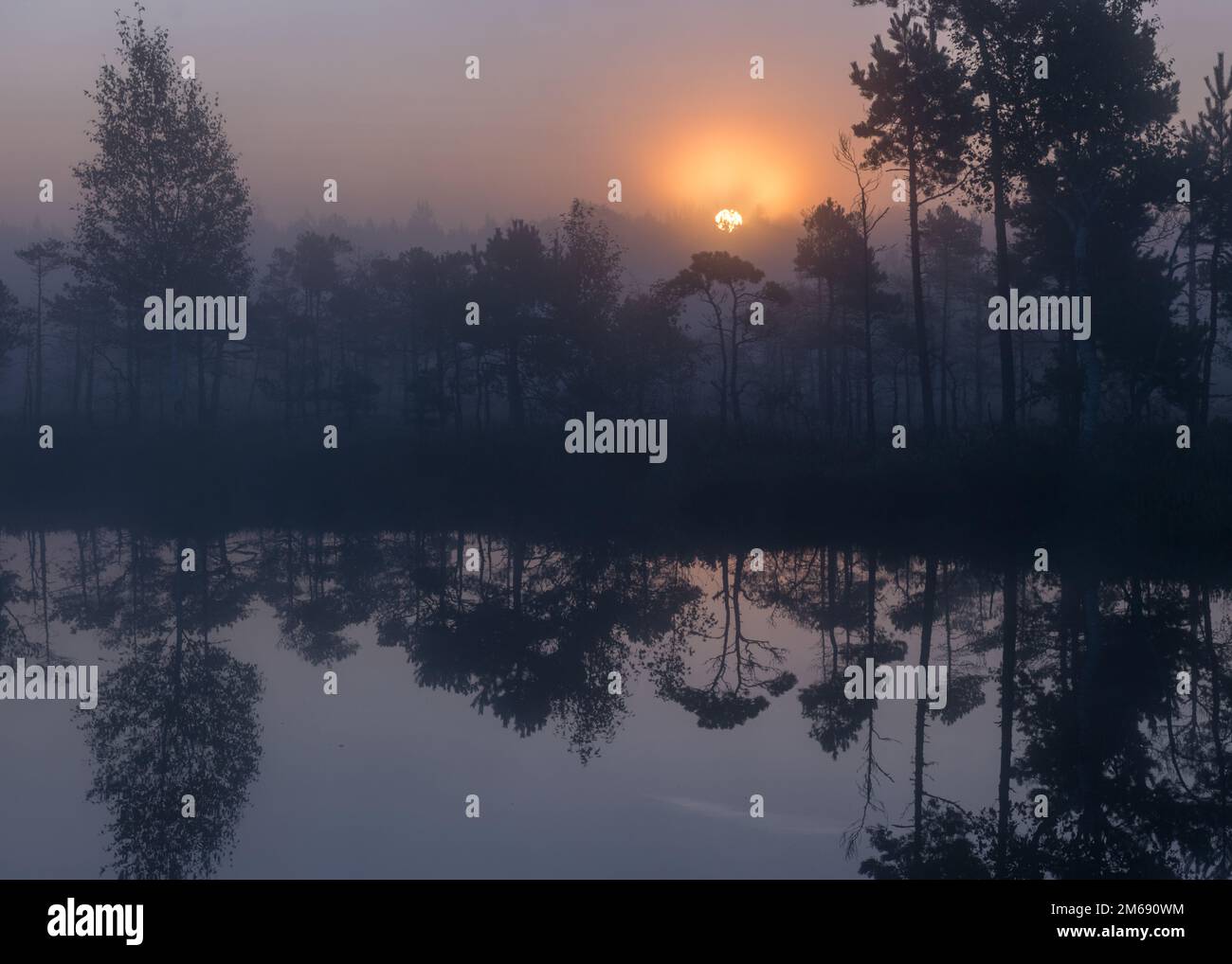 tree branch silhouettes at sunrise, backlight, misty bog landscape with ...