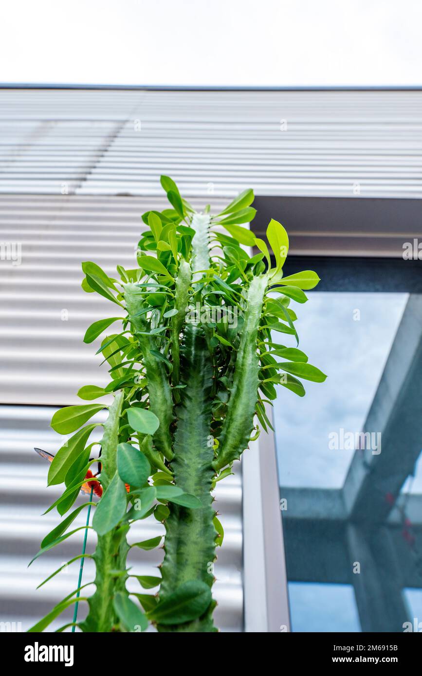 Low angle image of euphorbia trigona on an industrial style terrace ...