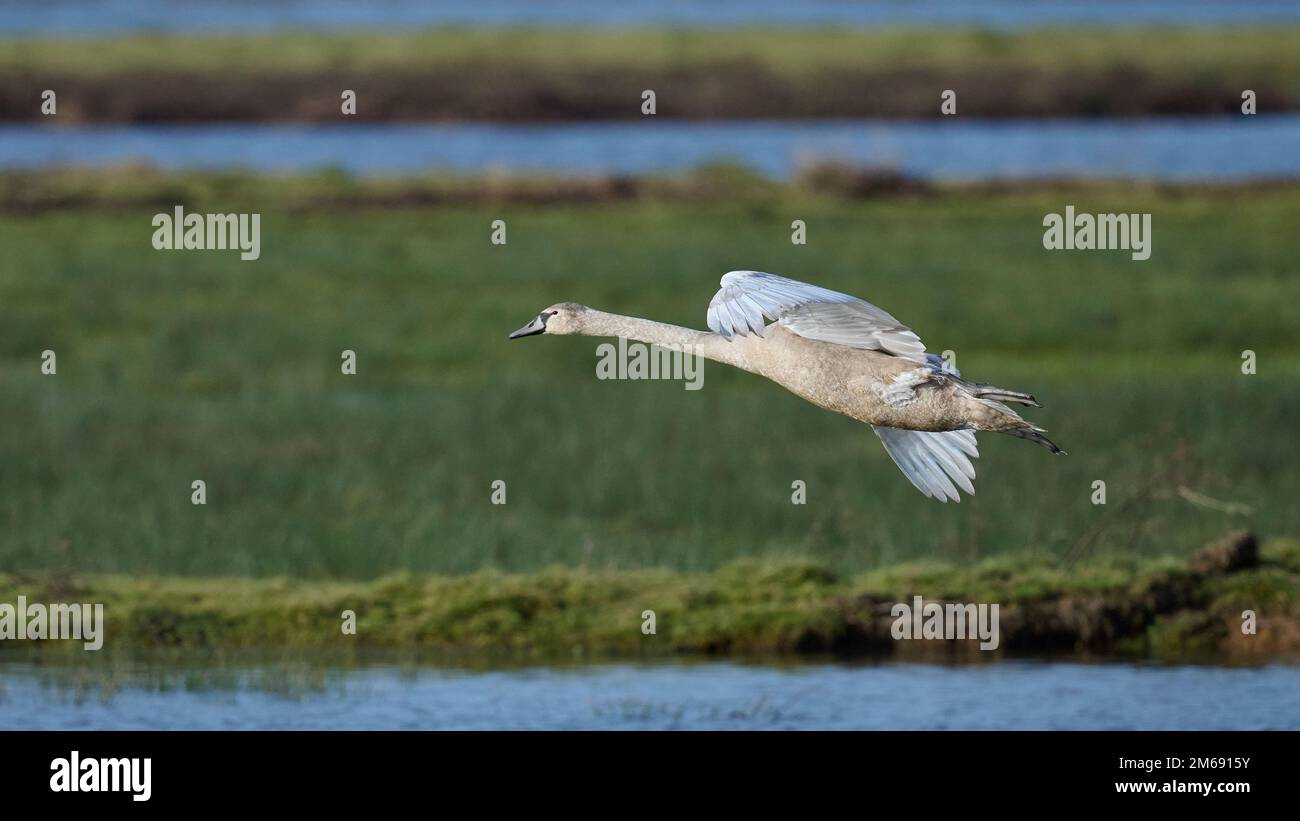 Swan in flight Stock Photo - Alamy