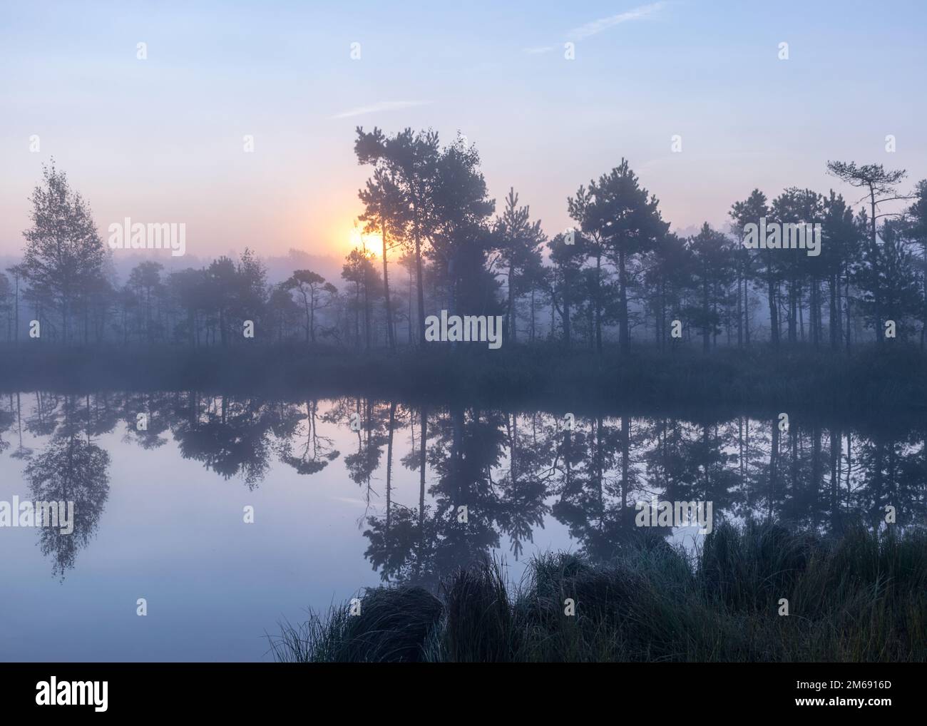 bog lake, misty bog landscape with swamp pines and traditional bog ...