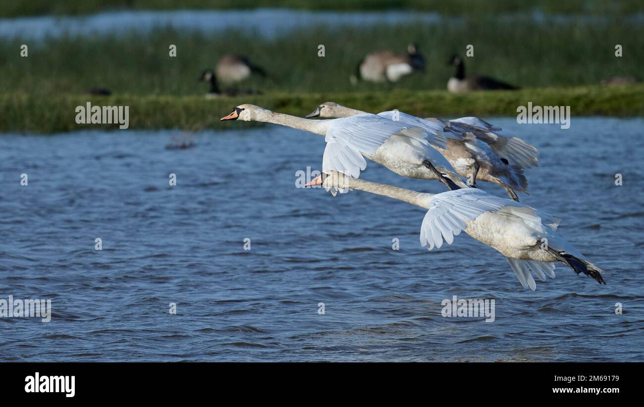 Swan in flight Stock Photo - Alamy